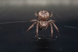 Where can you find a radioactive spider? – BWScience